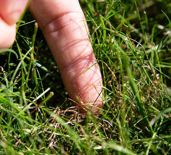 Red Thread | Greensleeves