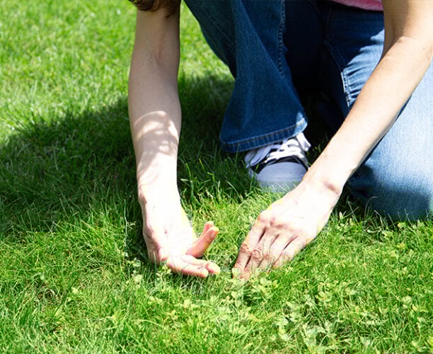 Lawn Weed Removal Service | Greensleeves