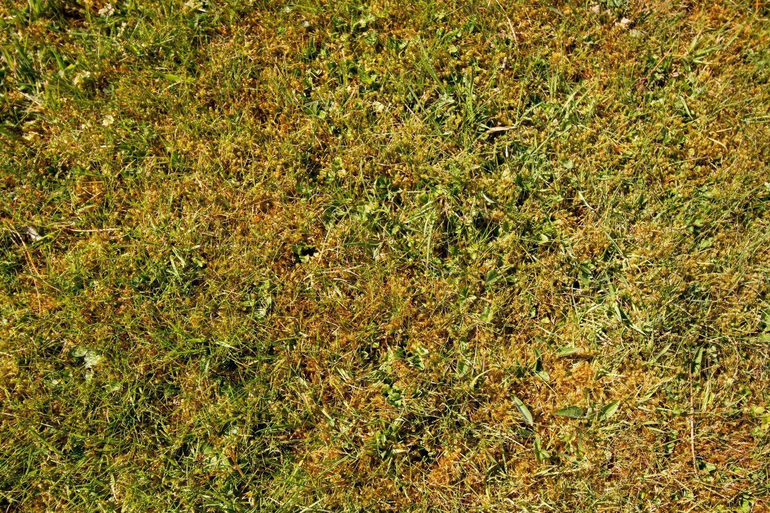 Reviving a Brown Lawn: Essential Lawn-Saving Tips | Greensleeves