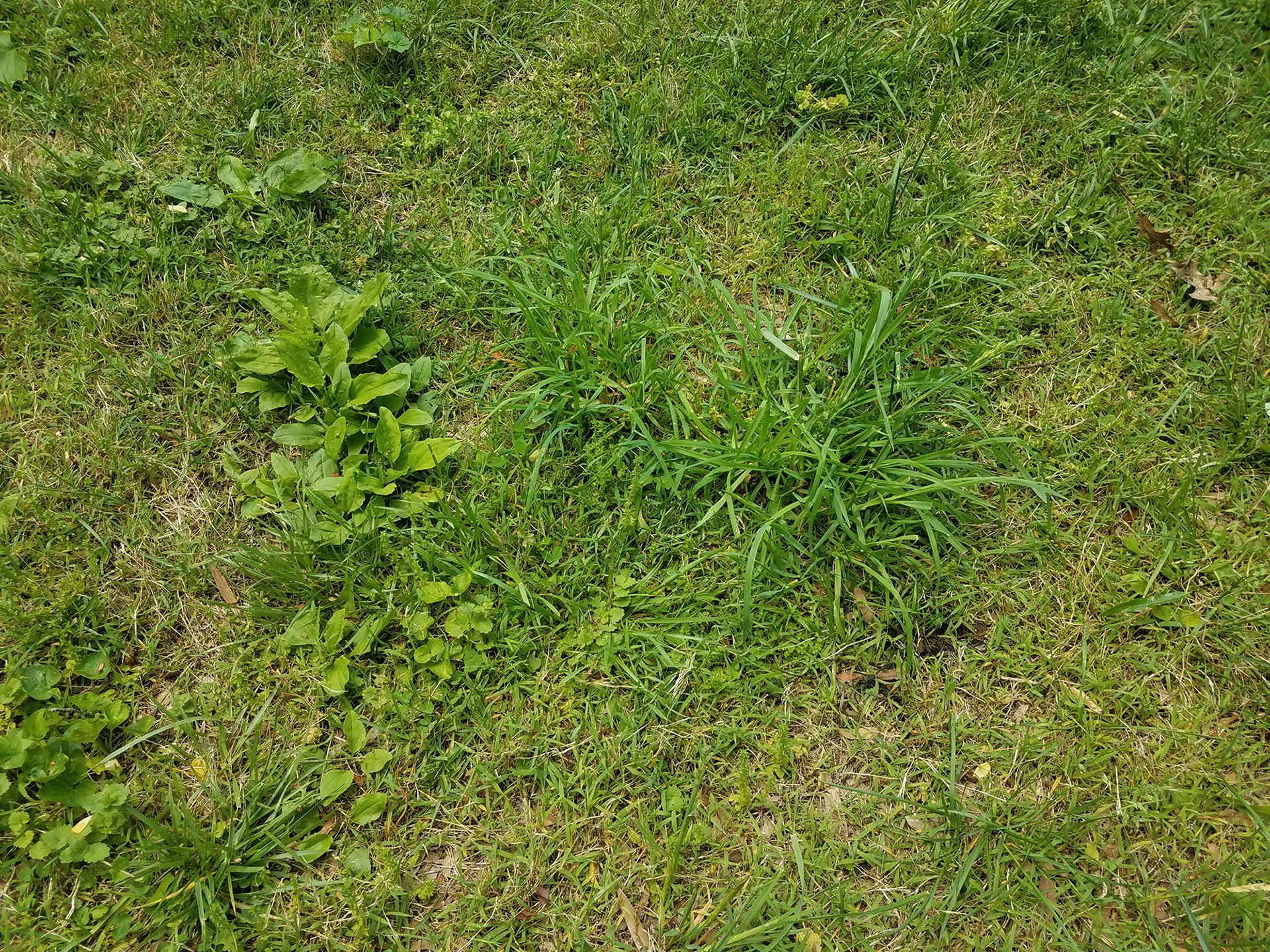 Weeds spot them and stop them ruining your summer lawn