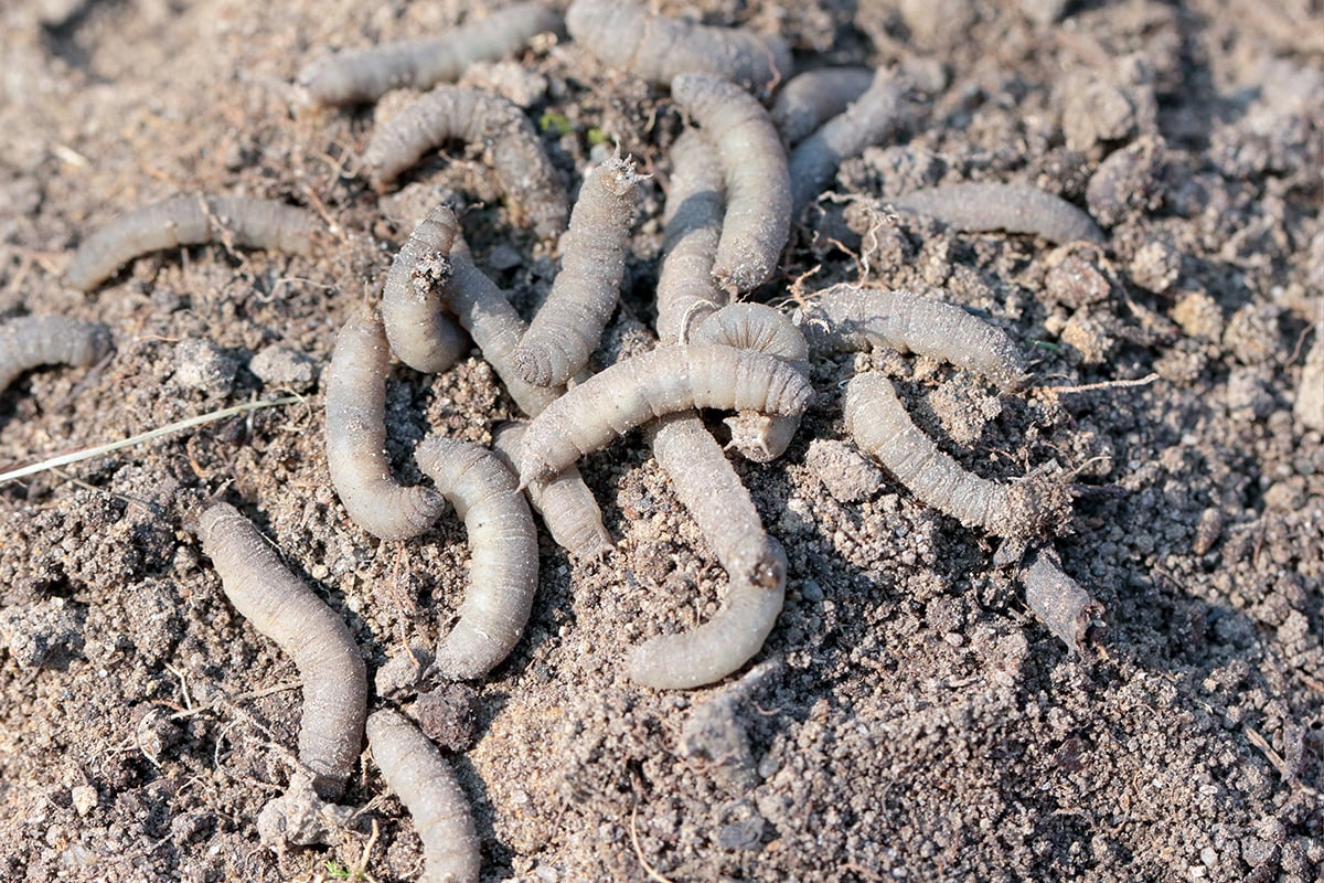 Unseasonal insect infestations spotted nationwide | Greensleeves