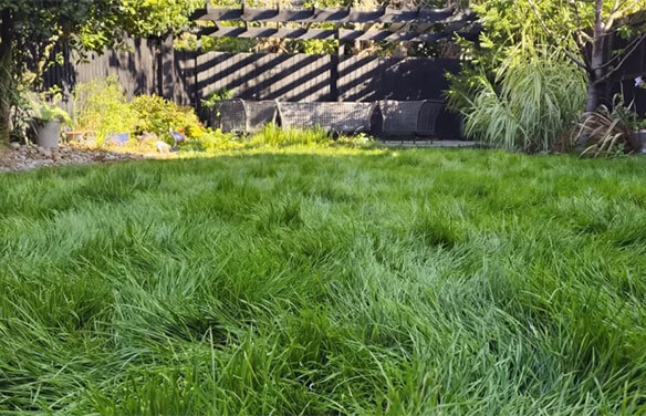 Slow Grow | Grass Growth Regulator Lawn Treatment | Greensleeves